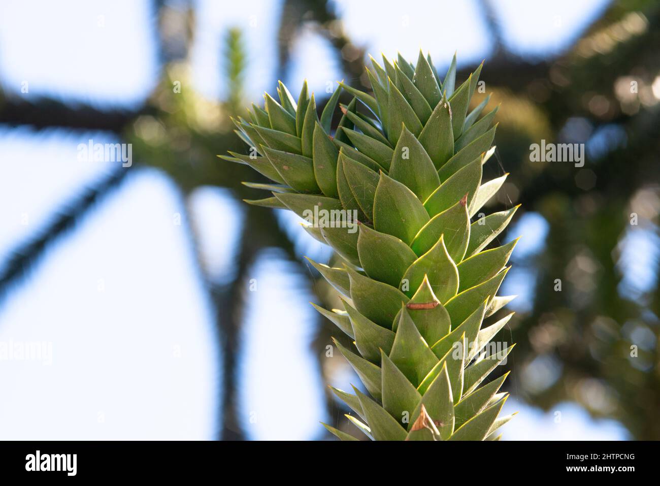 Close up araucaria branch hi-res stock photography and images - Alamy
