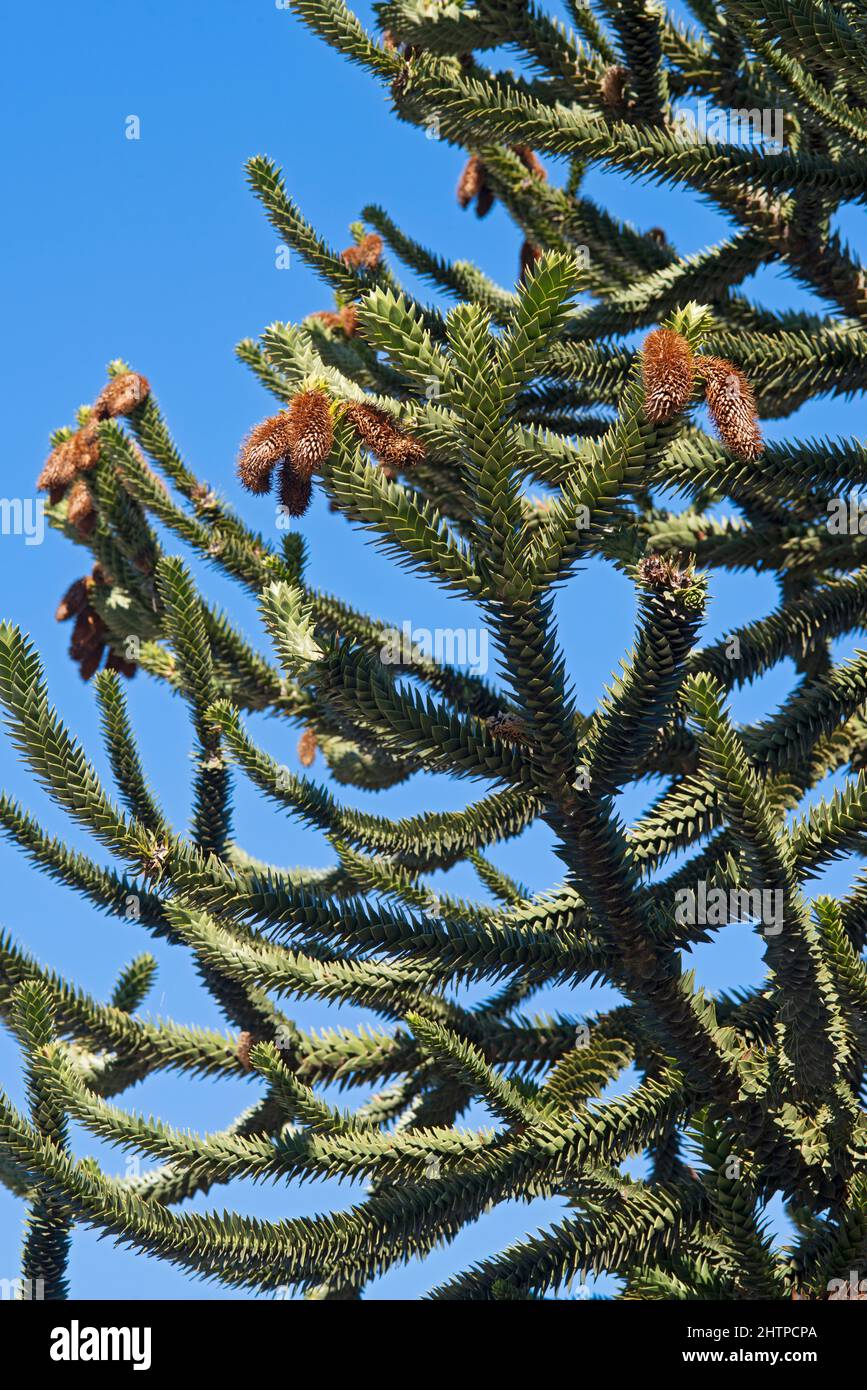 Monkey Tree, Araucaria Araucana Stock Photo - Alamy