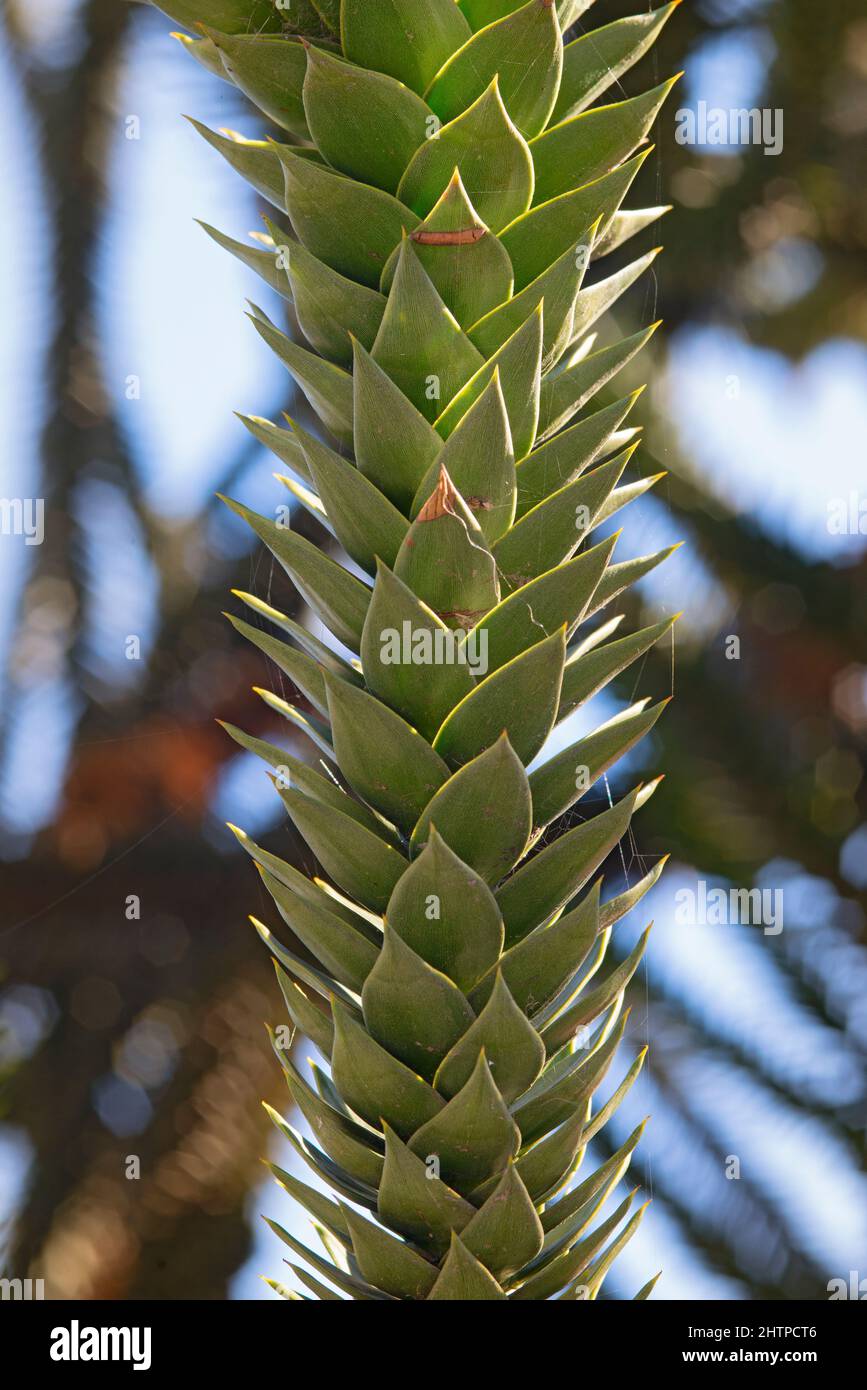 Monkey puzzle branch hi-res stock photography and images - Alamy