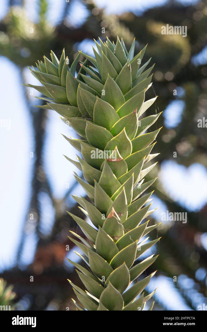 Close up araucaria branch hi-res stock photography and images - Alamy
