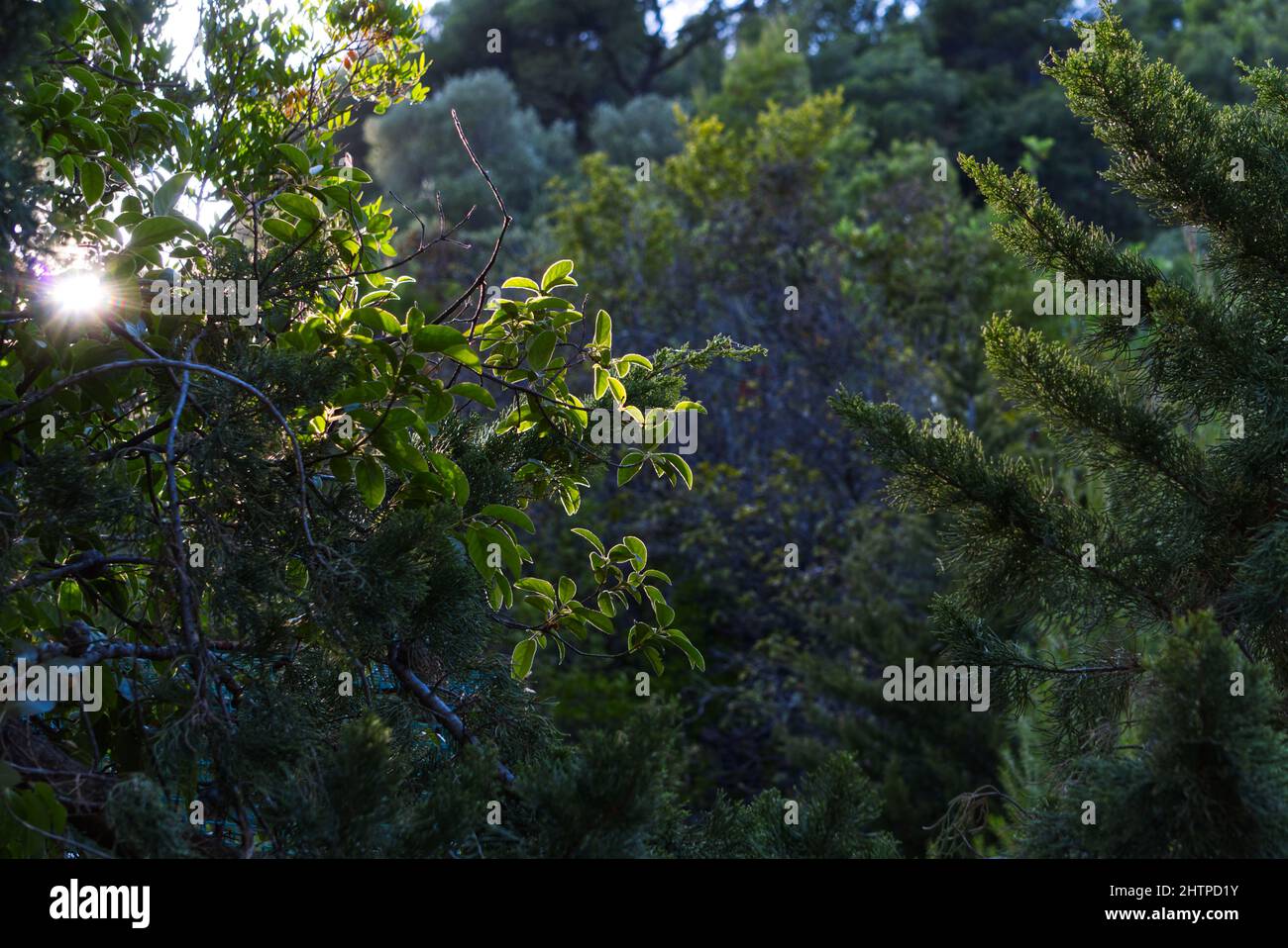 Beautiful shot of trees Stock Photo - Alamy