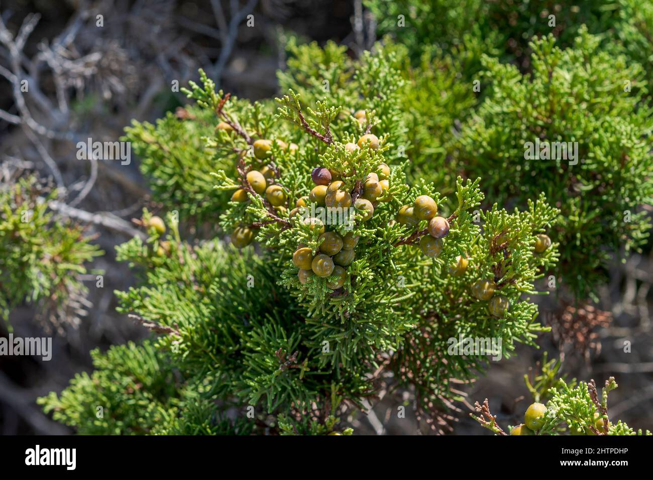 Foliage and fruits of Phoenicean juniper, Juniperus phoenicea. Photo ...