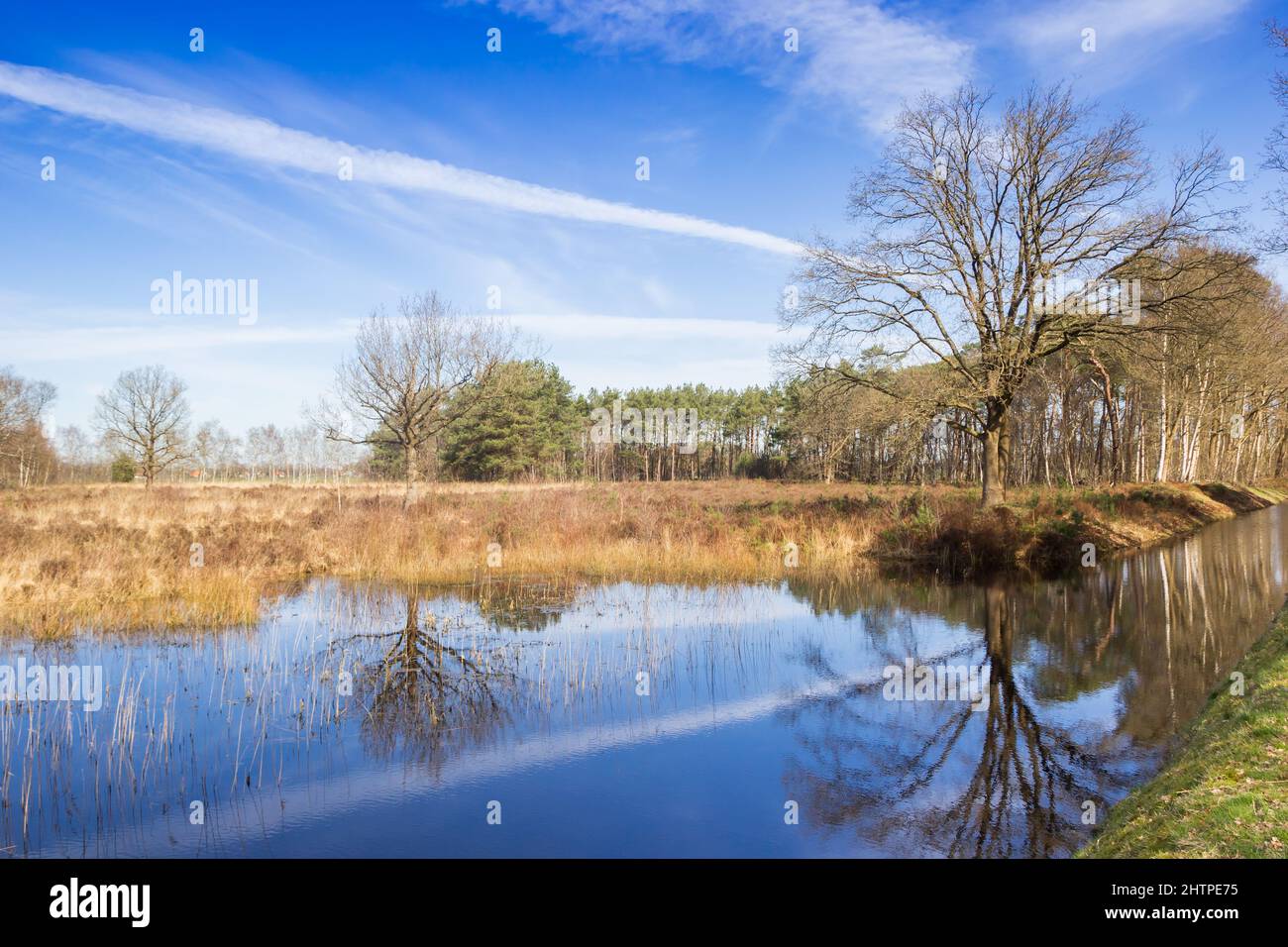 Little pond in the nature area Drents-Friese Wold, Netherlands Stock ...