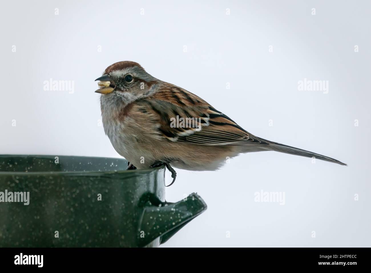 This American Tree Sparrow is a daily visitor to my bird feeding ...