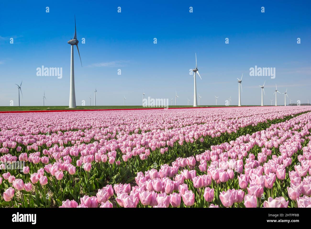 Pink and red tulips in front of wind turbines in spring in The ...