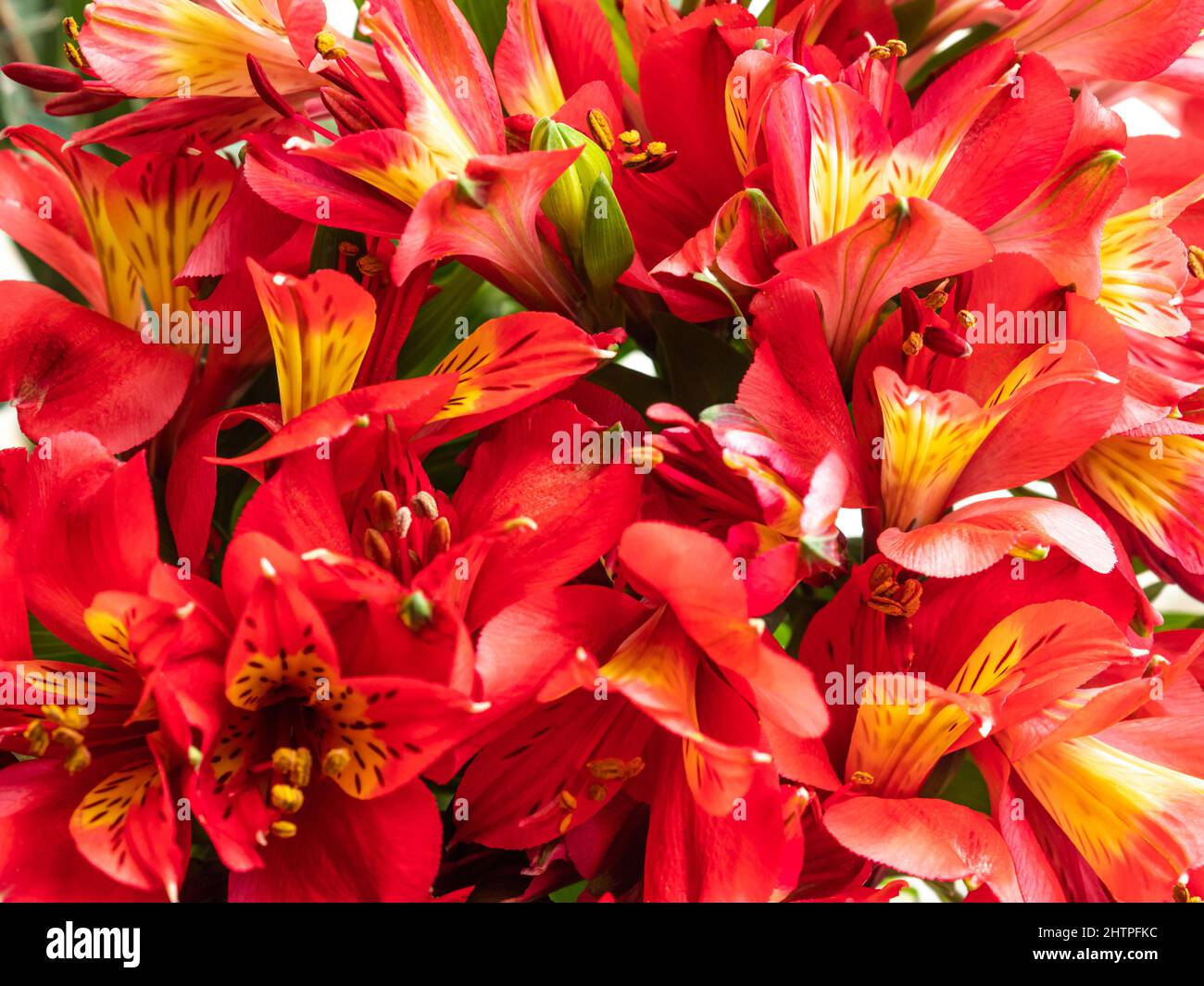 Red Alstroemeria Bouquet