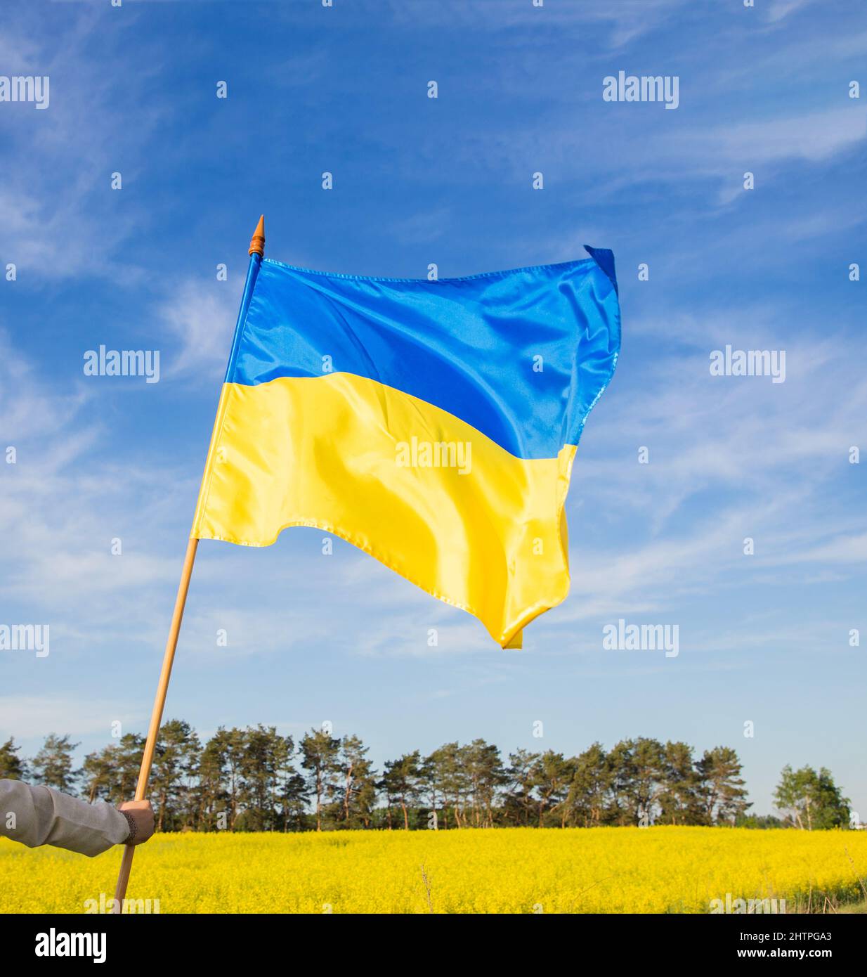 Ukrainian yellow-blue flag against backdrop of a blooming rapeseed ...