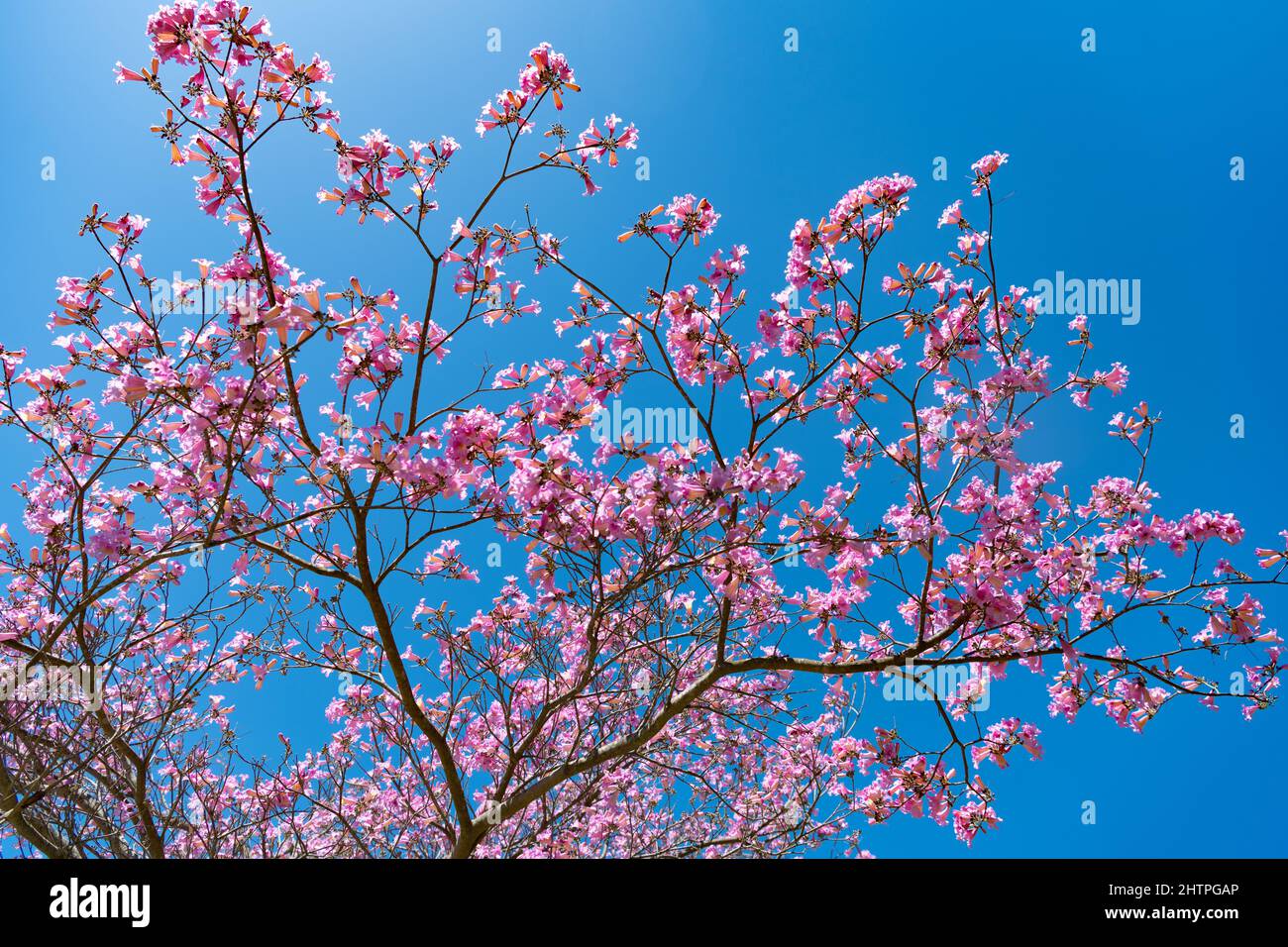 pink bloom of sakura on sunny blue sky in spring Stock Photo - Alamy