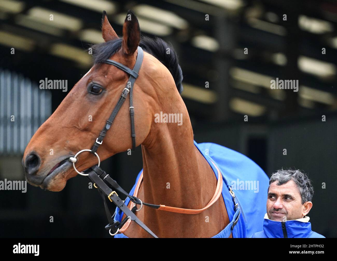 Horse Fiddlerontheroof during a visit to Colin Tizzard and Joe Tizzard ...