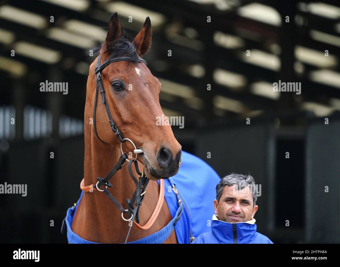 Horse Fiddlerontheroof during a visit to Colin Tizzard and Joe Tizzard ...