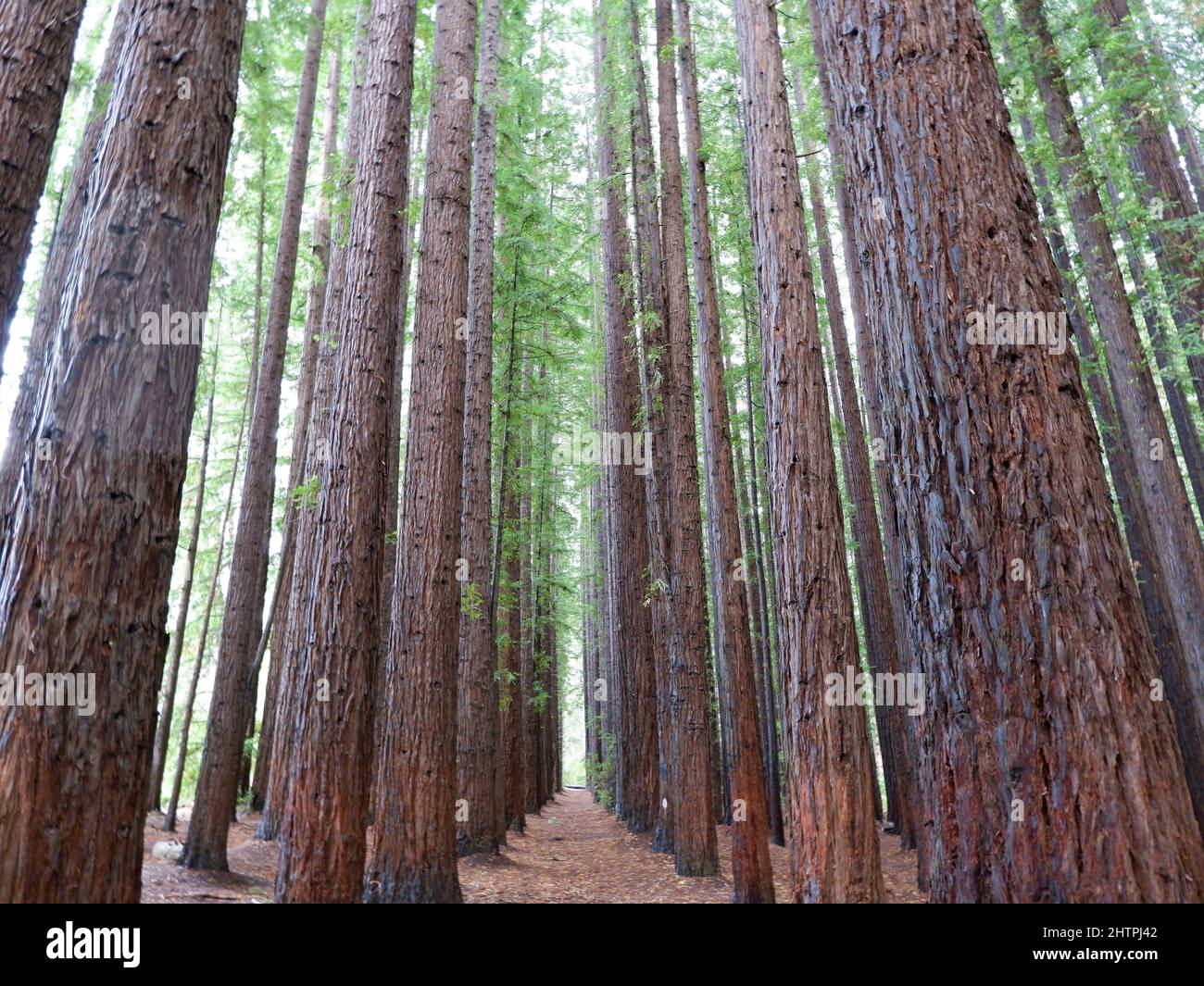Red Wood Forest, Victoria, Australia Stock Photo - Alamy