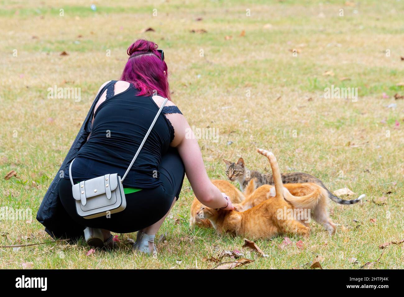 Cuban cats hi-res stock photography and images - Alamy