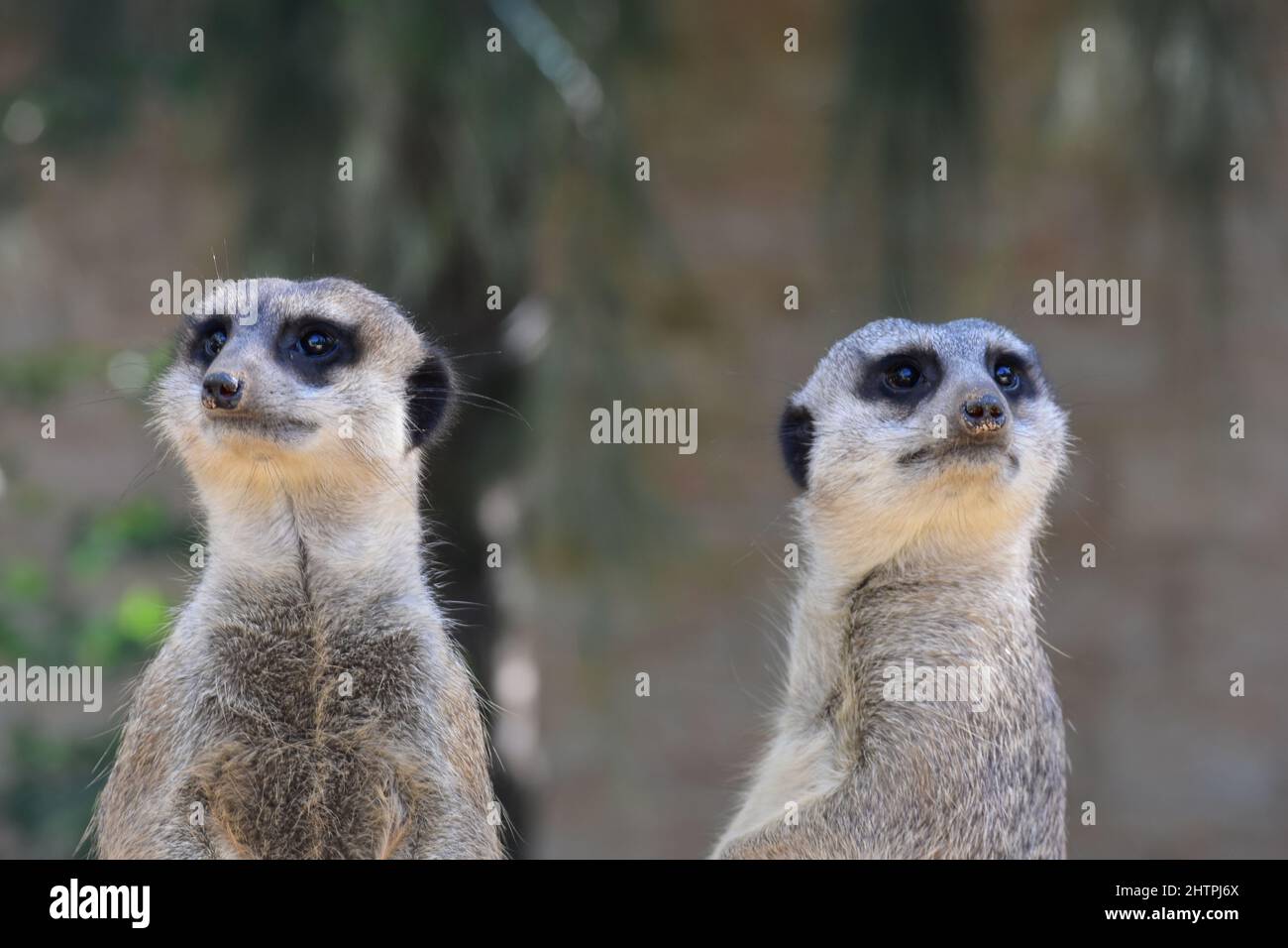 Two Meerkats standing guard, watching out for prey Stock Photo - Alamy