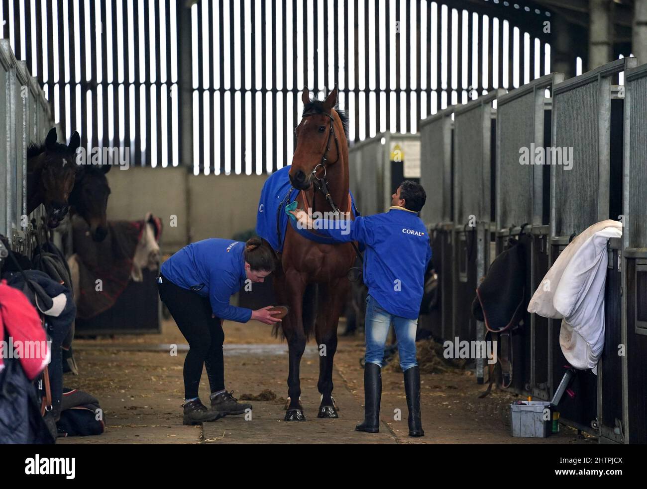 Horse Fiddlerontheroof during a visit to Colin Tizzard and Joe Tizzard ...