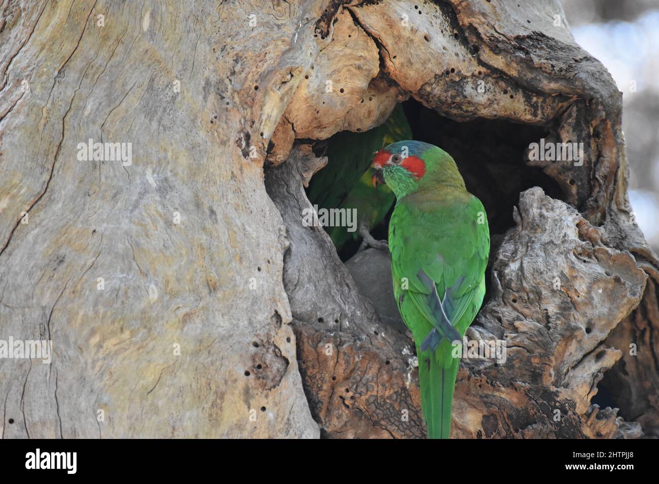 Parrot in hollow hi-res stock photography and images - Alamy
