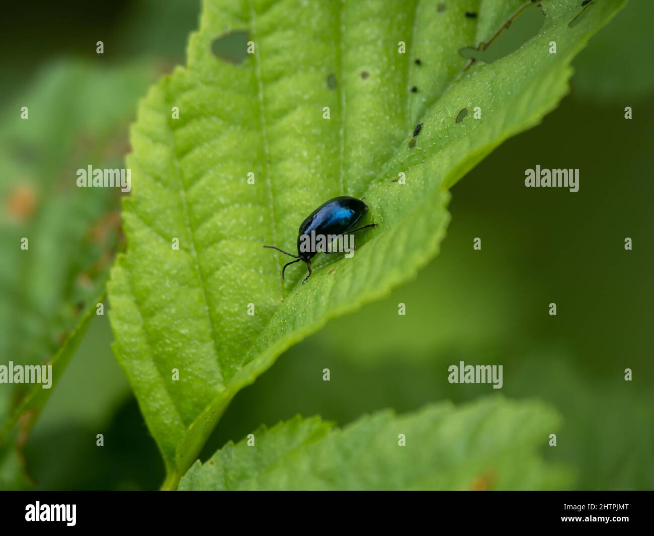 Alder tree beetle hi-res stock photography and images - Alamy