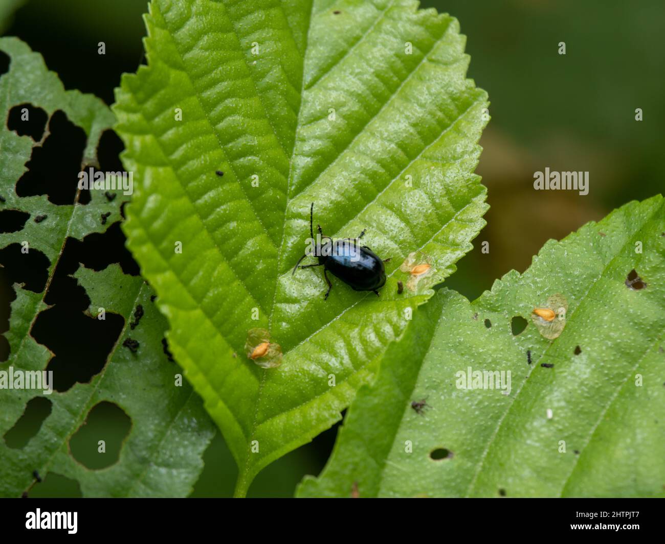 Alder Leaf Beetle on an Alder Leaf Stock Photo - Alamy