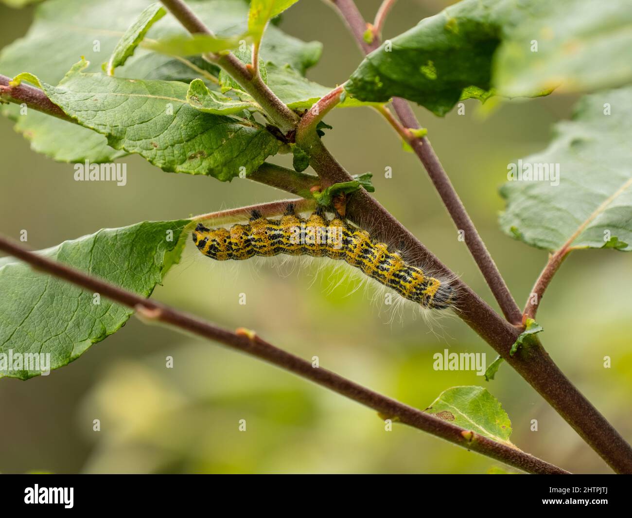 Buff-tip Moth Caterpillar Eating a leaf Stock Photo - Alamy