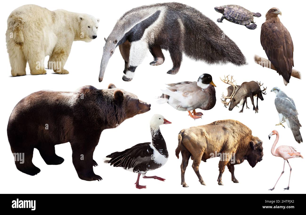 Set of fauna of North American animals Stock Photo - Alamy