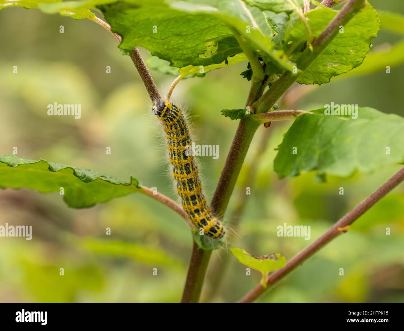 Buff-tip Moth Caterpillar Eating a leaf Stock Photo - Alamy