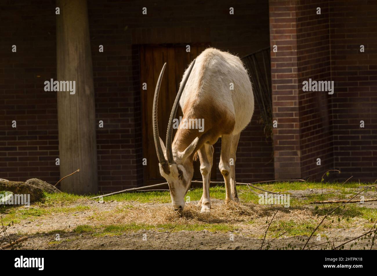 Berlin zoo african hi-res stock photography and images - Alamy