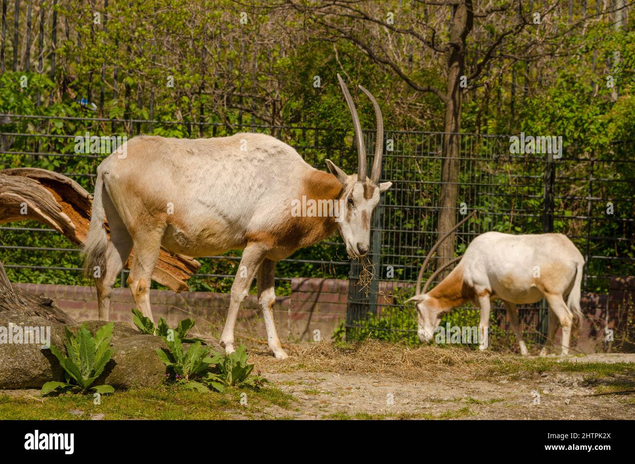 Closeup shot of scimitar oryx in berlin zoo Stock Photo - Alamy