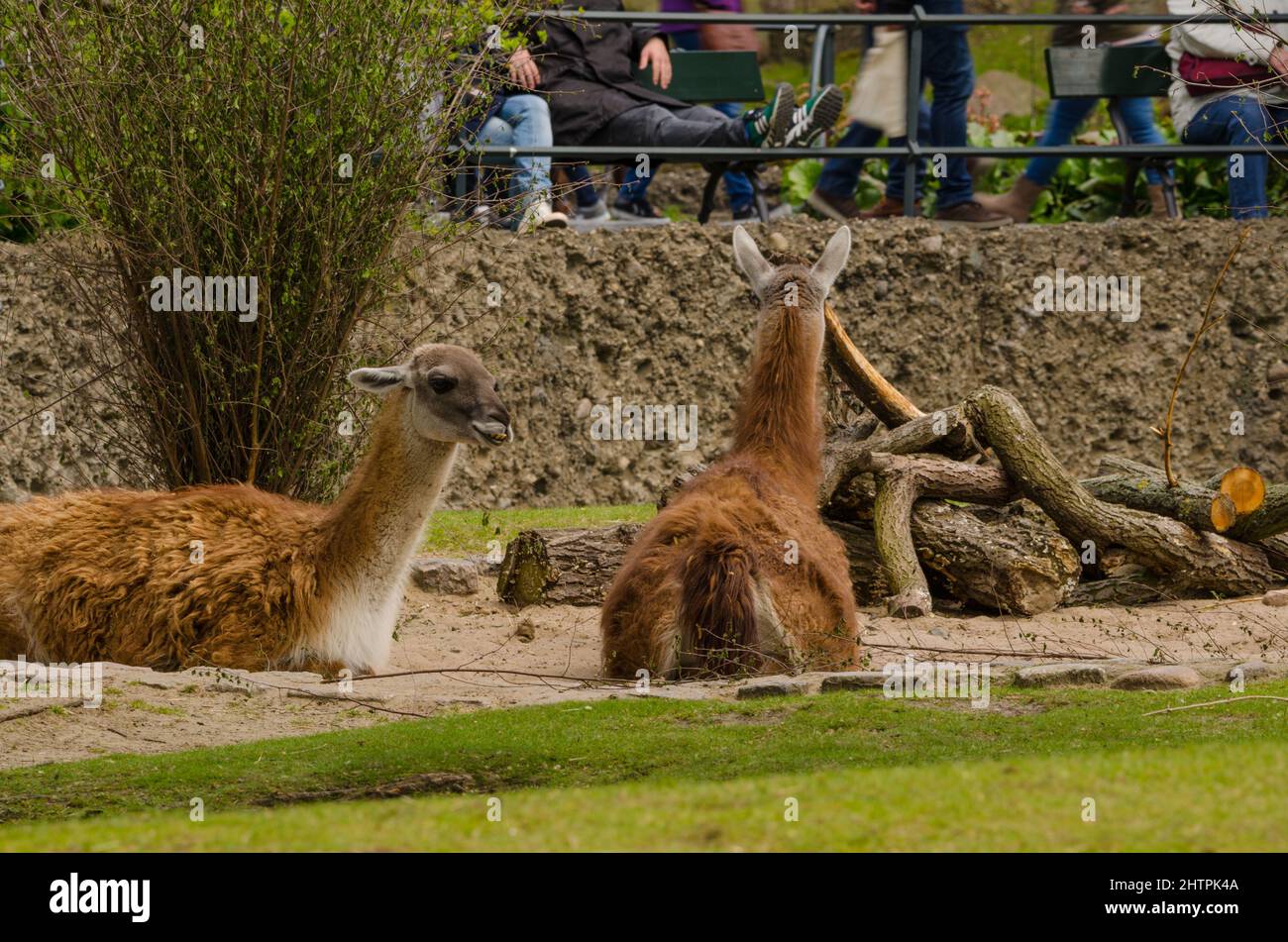 Llamas in germany hi-res stock photography and images - Alamy