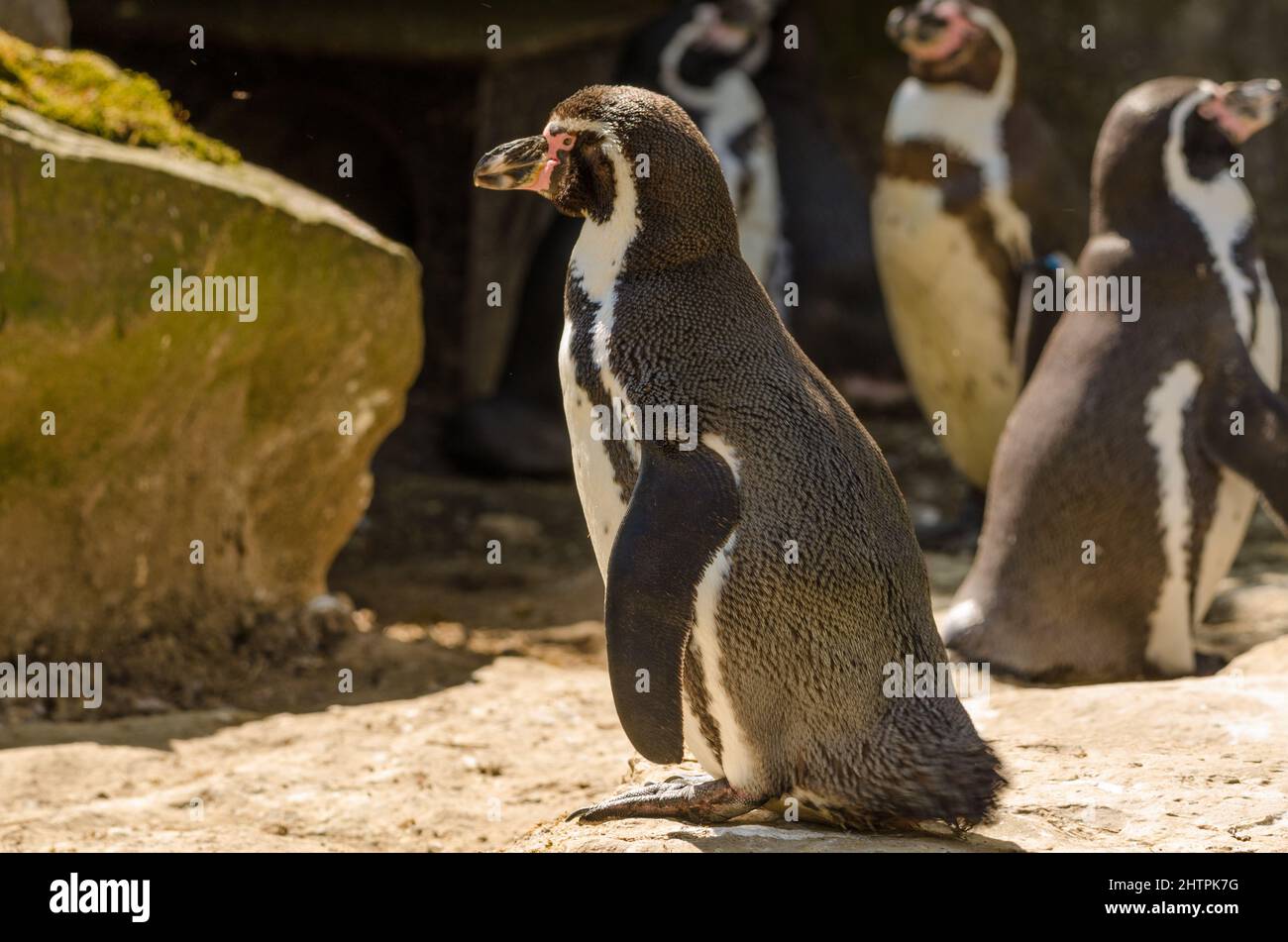 Penguin berlin hi-res stock photography and images - Alamy