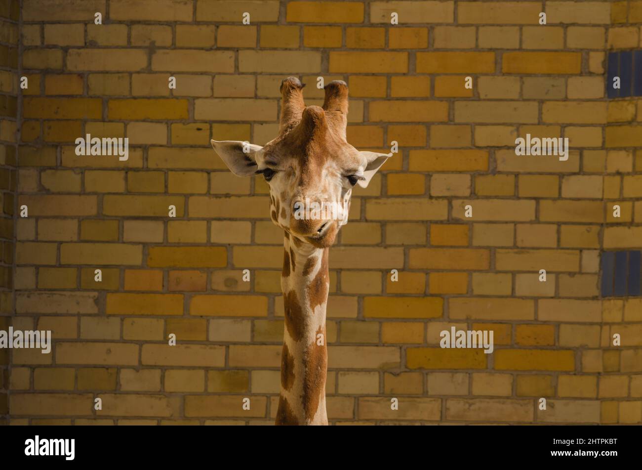 Giraffe in Berlin zoo Stock Photo - Alamy