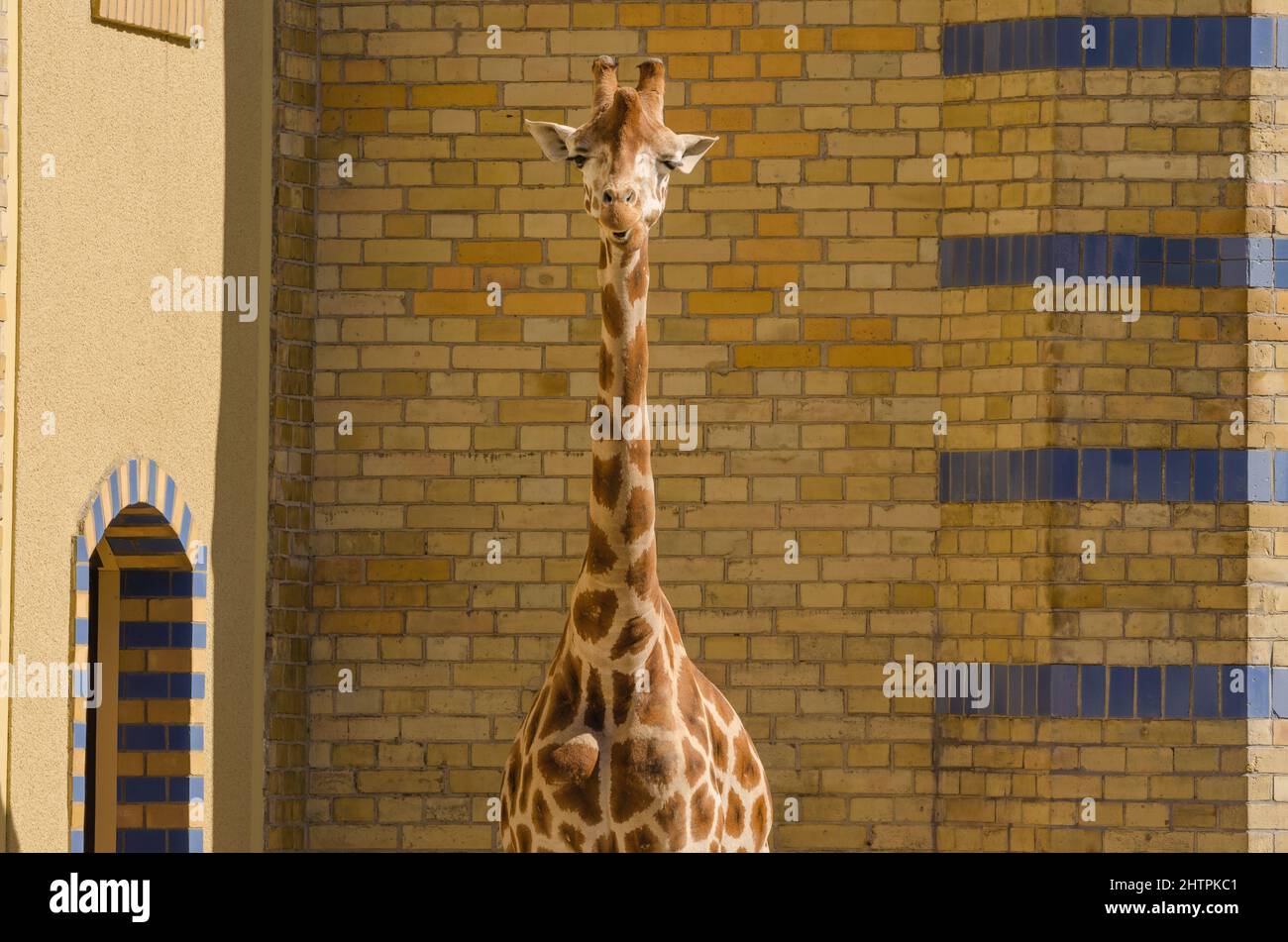 Giraffe in berlin zoo Stock Photo - Alamy