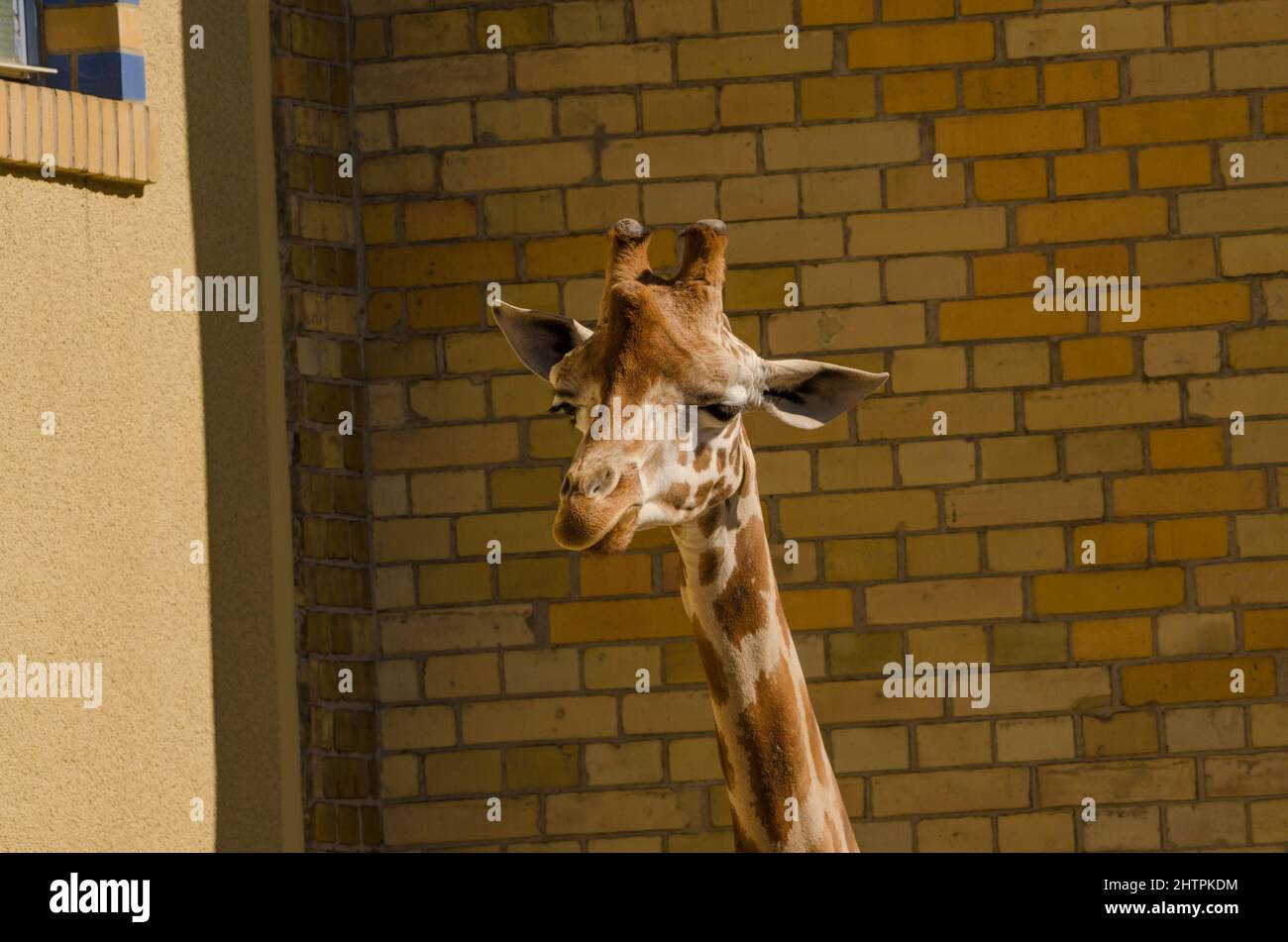 Giraffe in berlin zoo Stock Photo - Alamy