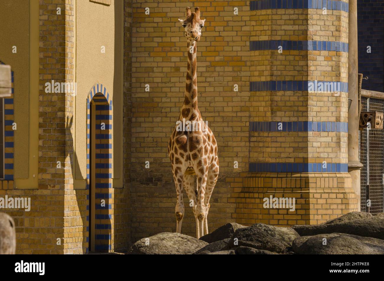 Berlin zoo zebra hi-res stock photography and images - Alamy