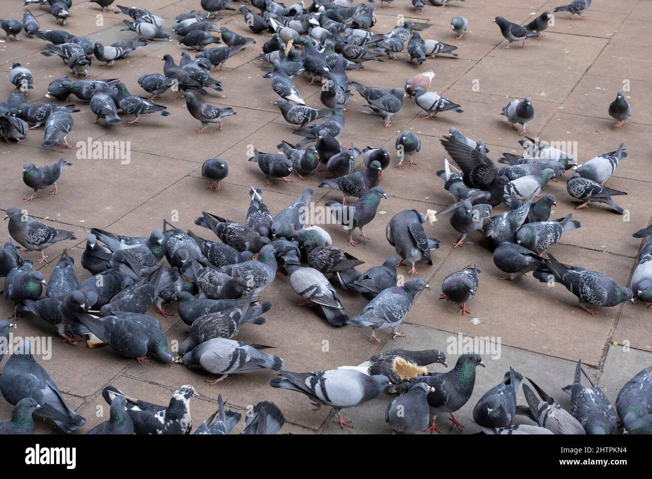 Swarm of doves hi-res stock photography and images - Alamy