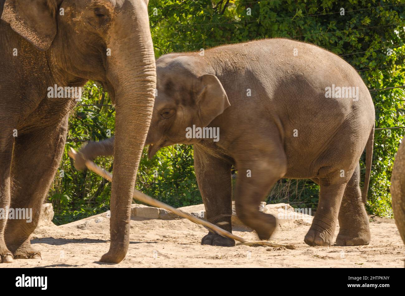 Five elephant berlin hi-res stock photography and images - Alamy