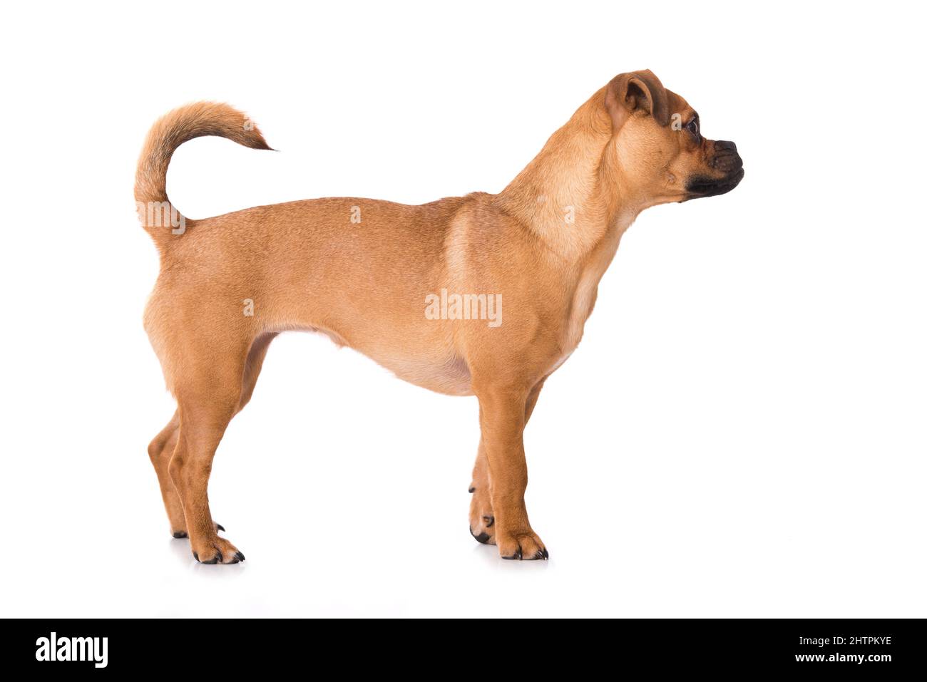 Mixed breed dog isolated hi-res stock photography and images - Alamy