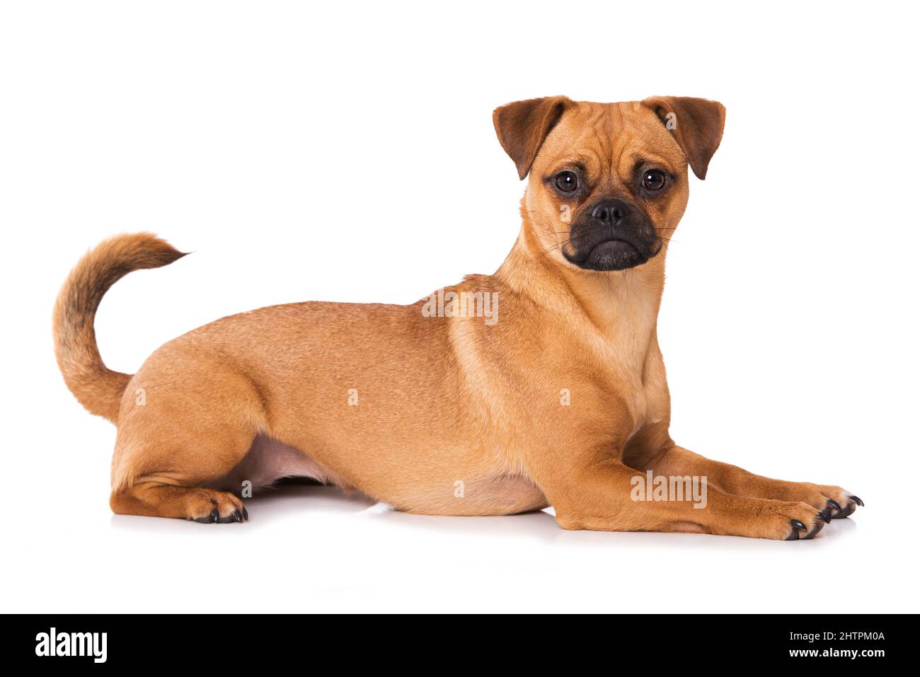 Little mixed breed dog isolated on white Stock Photo - Alamy