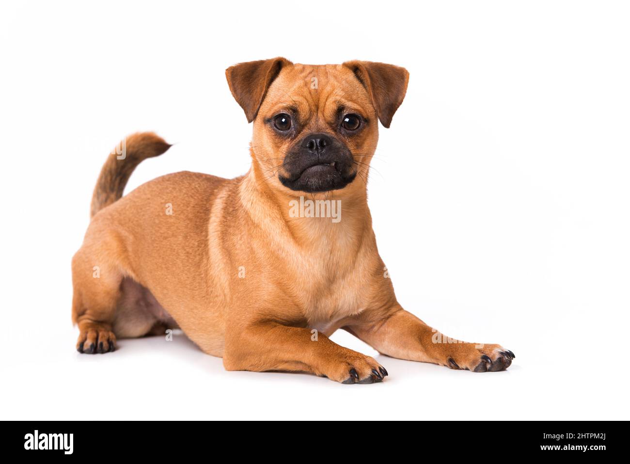 Little mixed breed dog isolated on white Stock Photo - Alamy