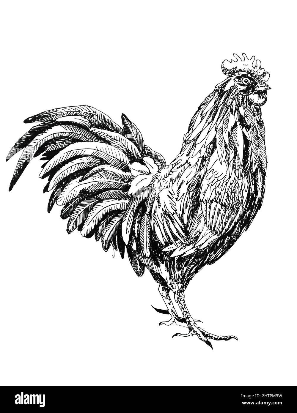 Handdrawn illustration of rooster, black ink pen Stock Photo - Alamy