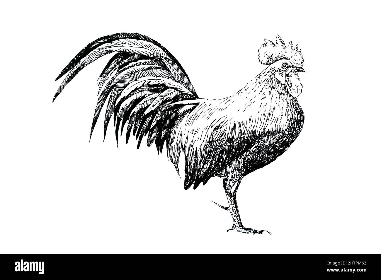 Handdrawn illustration of rooster, black ink pen Stock Photo - Alamy