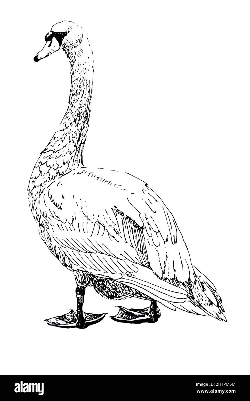 Handdrawn illustration of swan, black ink pen Stock Photo - Alamy
