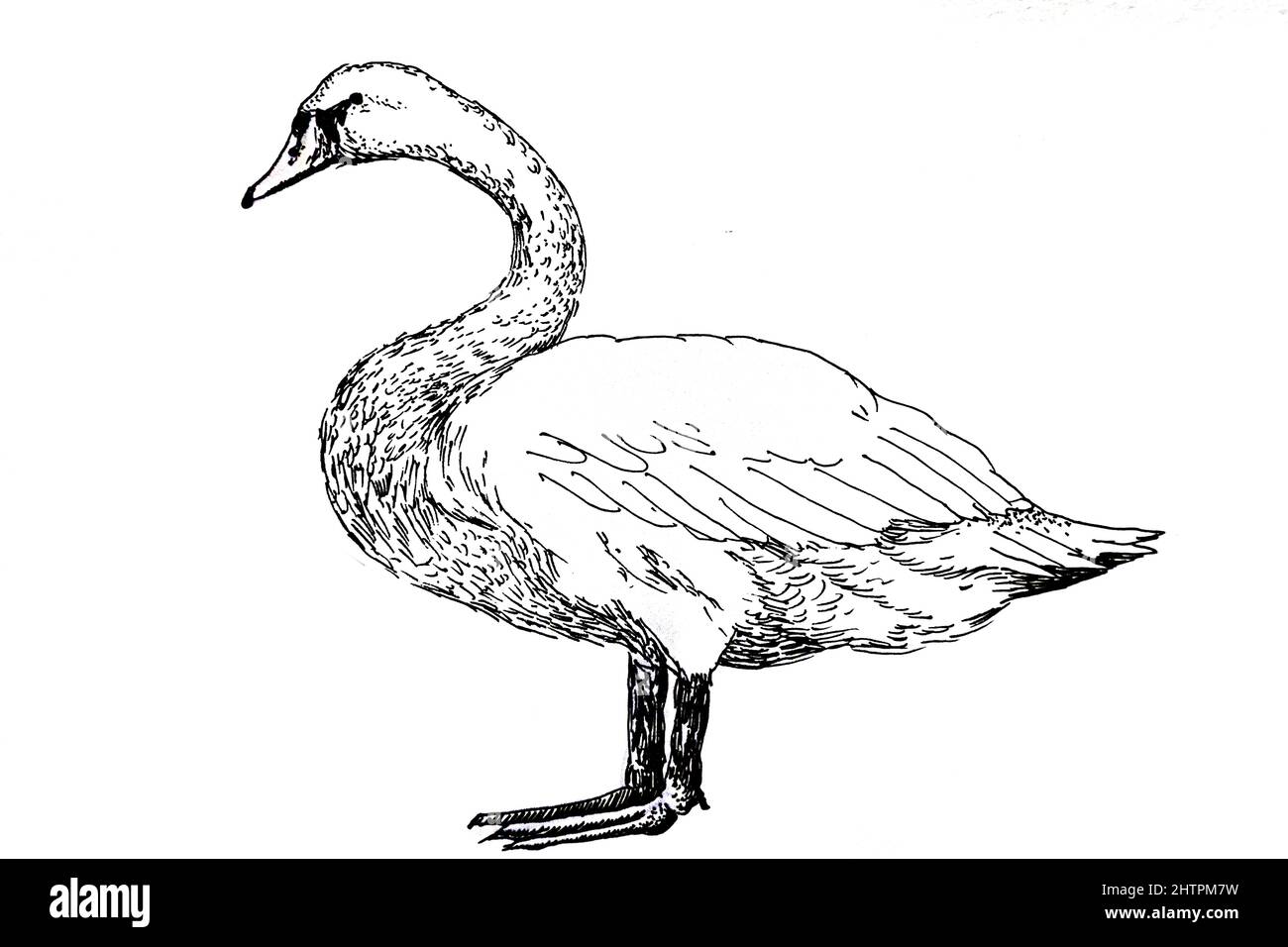 Handdrawn illustration of swan, black ink pen Stock Photo - Alamy
