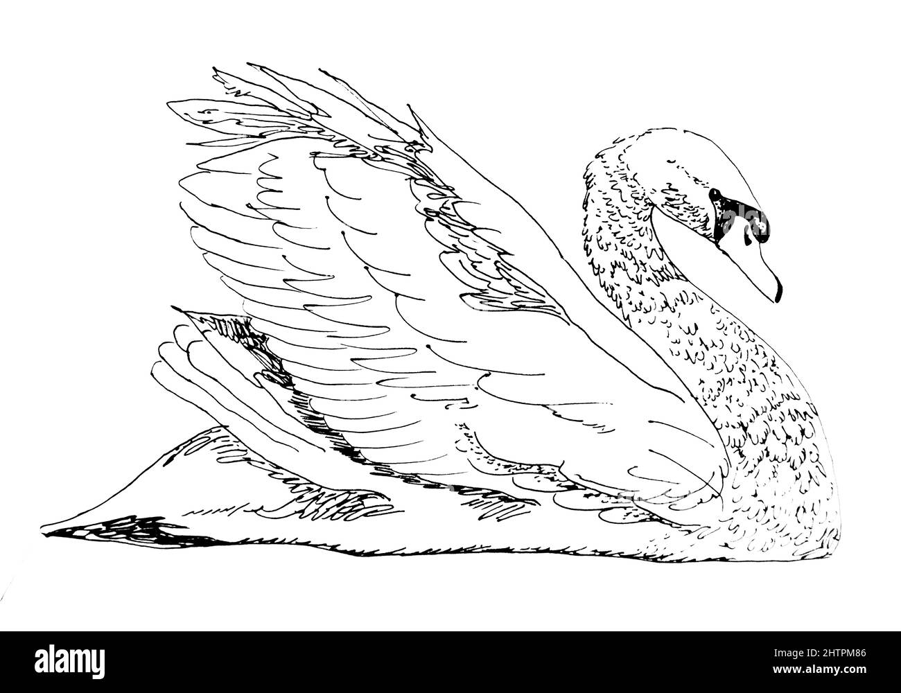 Black swans swimming Cut Out Stock Images & Pictures - Alamy