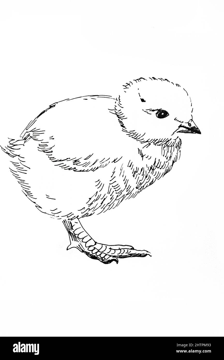 Handdrawn illustration of chicken, black ink pen Stock Photo - Alamy