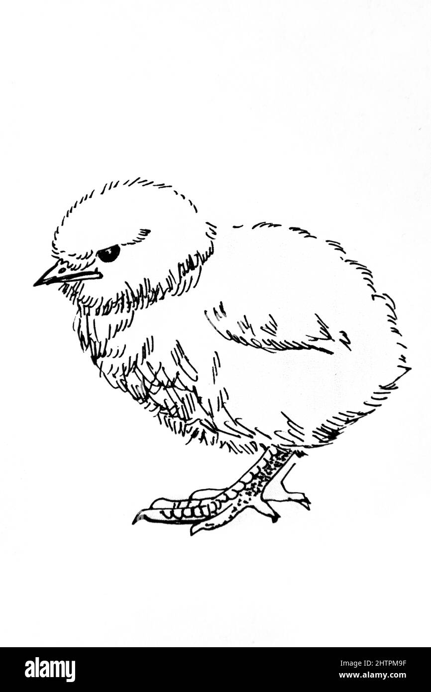 Handdrawn illustration of chicken, black ink pen Stock Photo - Alamy