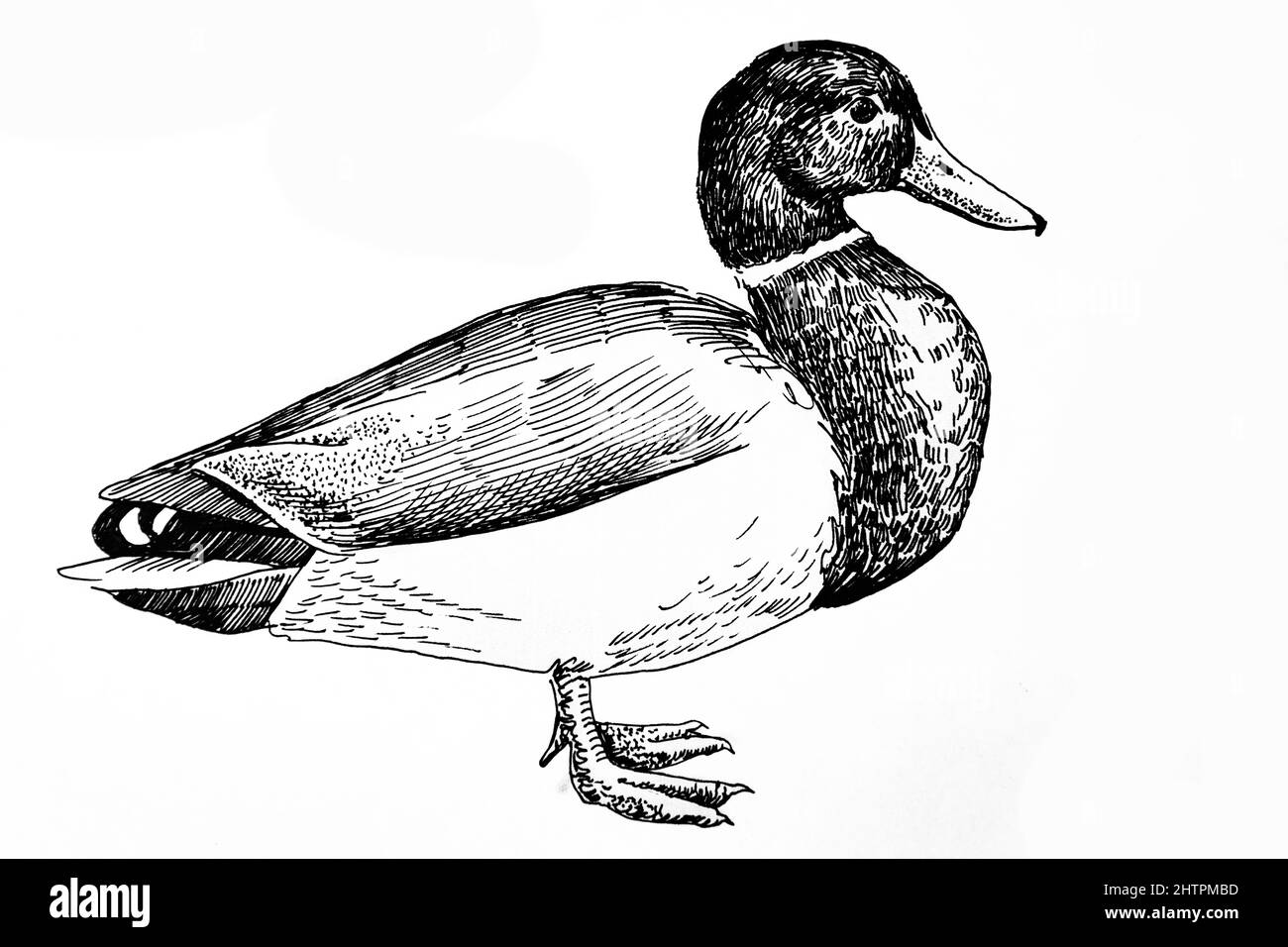 Handdrawn illustration of duck, black ink pen Stock Photo - Alamy
