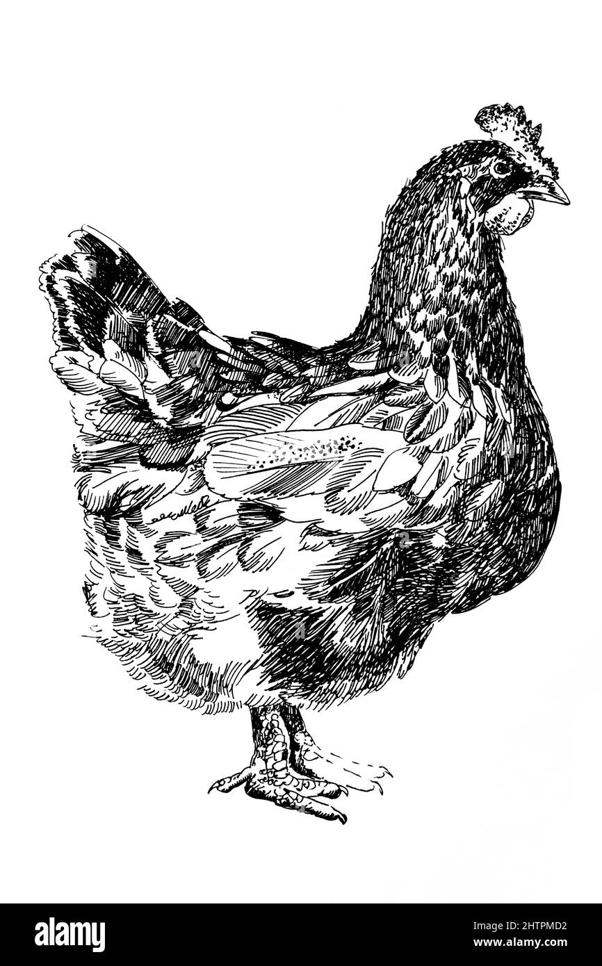 Handdrawn illustration of hen, black ink pen Stock Photo - Alamy