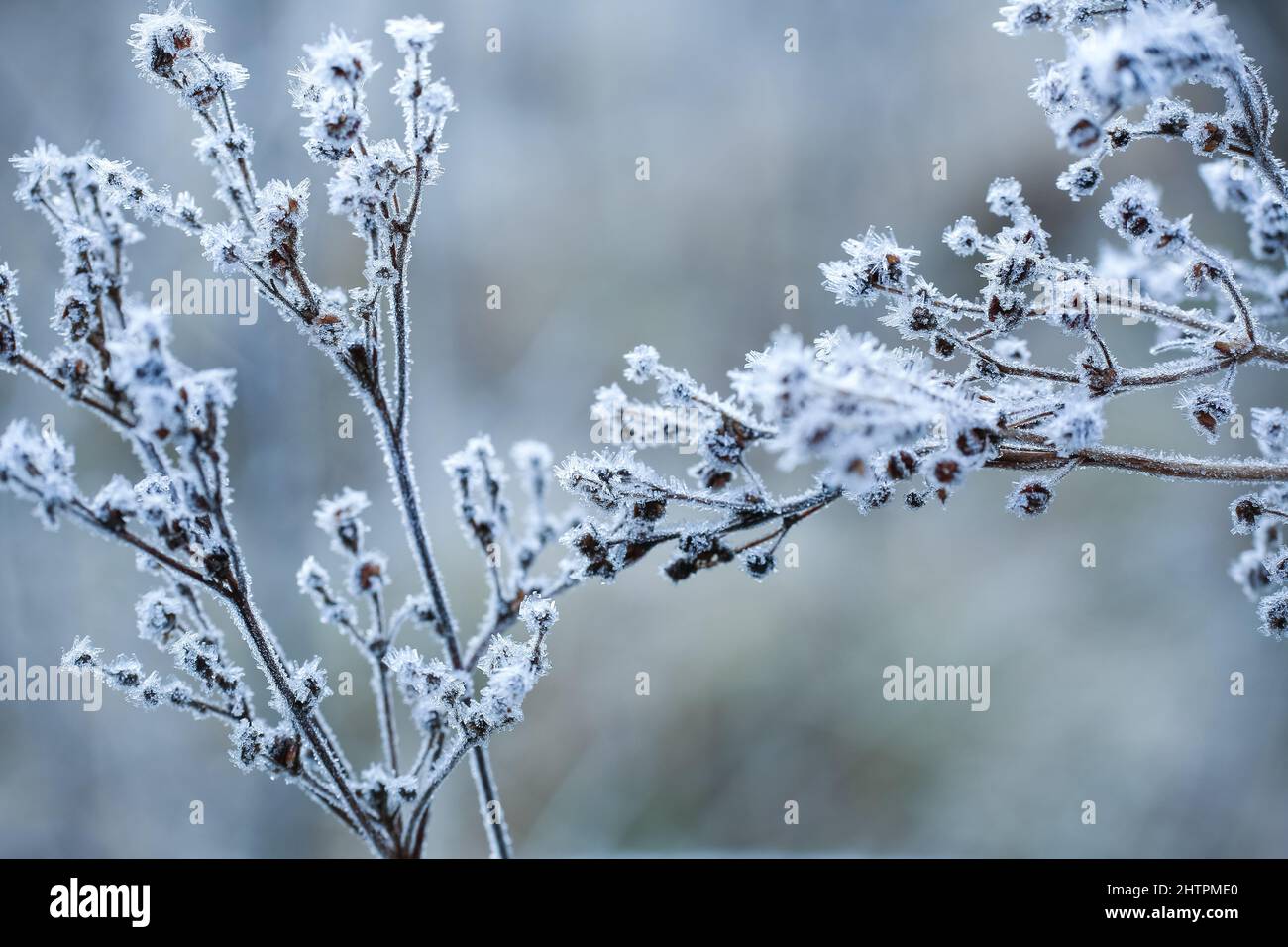 Plants covered with frost in the cold weather in the autumn Stock Photo ...