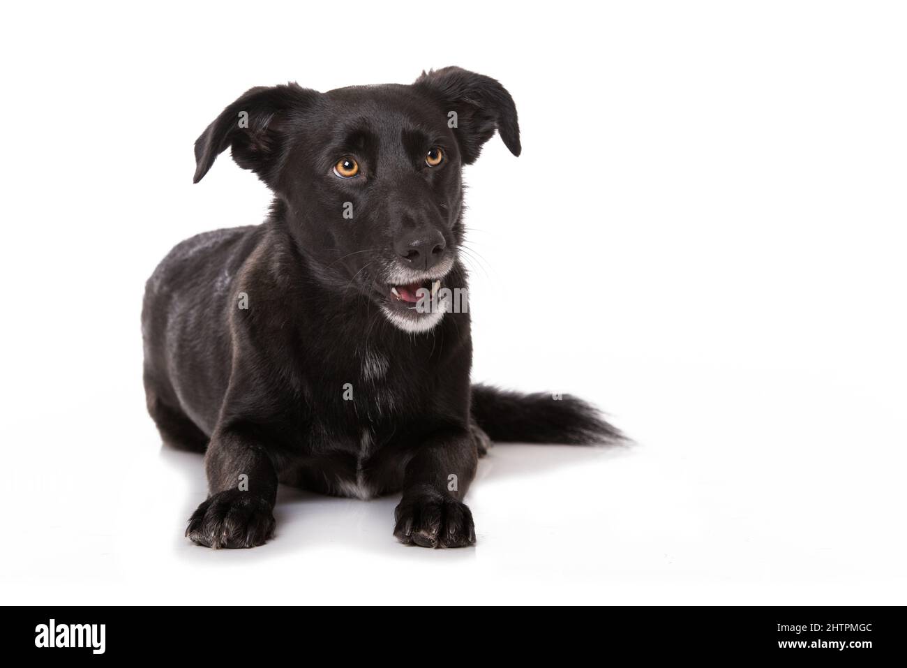 Black cross breed dog isolated on white Stock Photo - Alamy