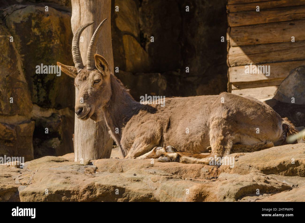 Closeup shot of Alpine ibex in Berlin zoo Stock Photo - Alamy