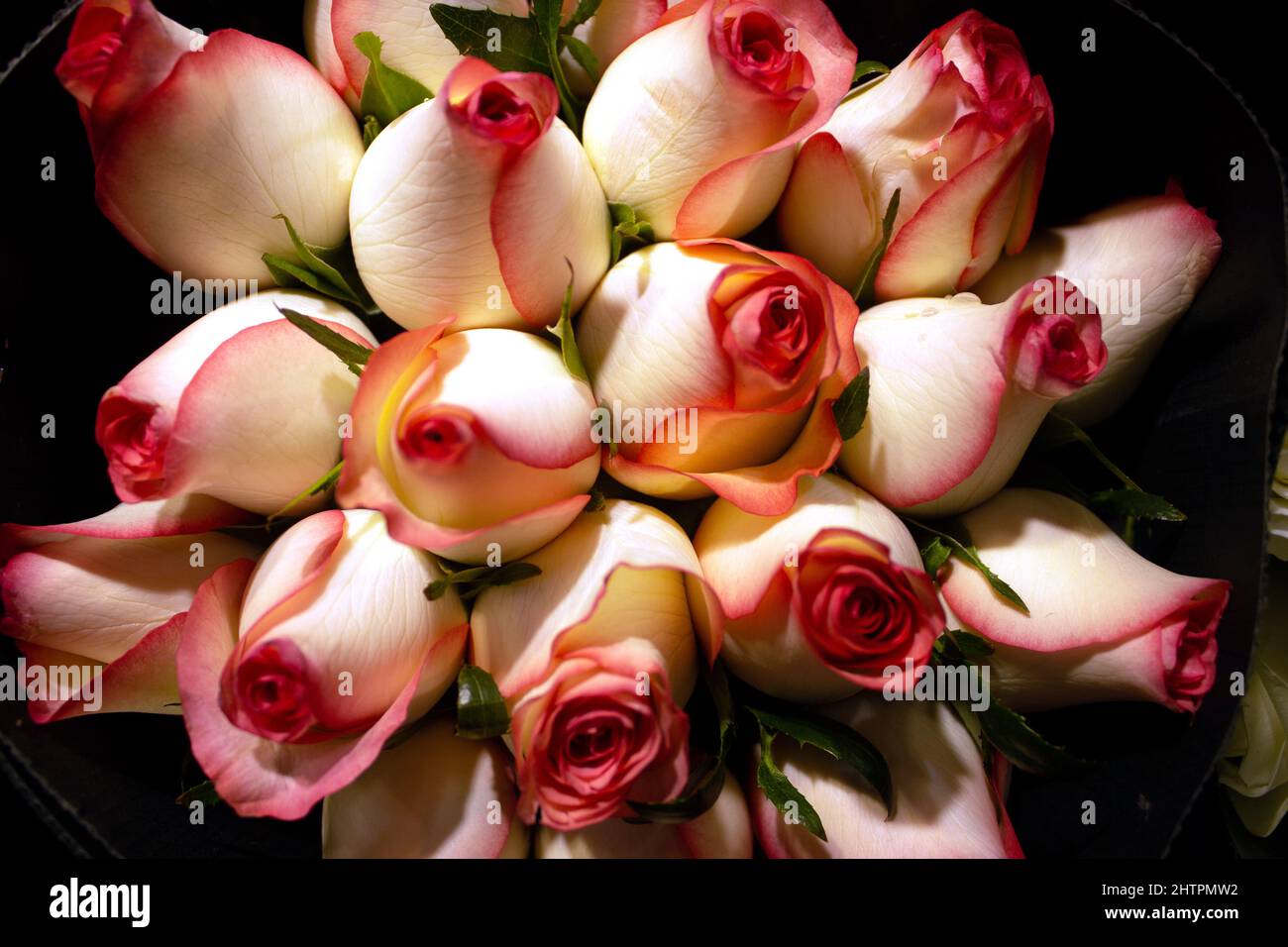 A cluster of accommodation, Eryza Rose, bone Stock Photo - Alamy